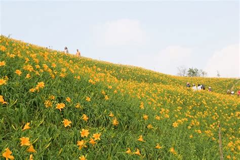 🧡【2023金針花】虎山巖金針花・鹿港老街・優格餅乾學院 彰化一日遊（cwh14） 國光威樂假期