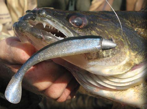 Another Walleye Reality In Fisherman