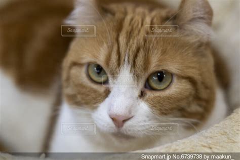 猫のクローズアップの写真・画像素材 Snapmart（スナップマート）