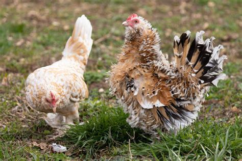 Strupphuhn Fotos Bilder Und Stockfotos Istock