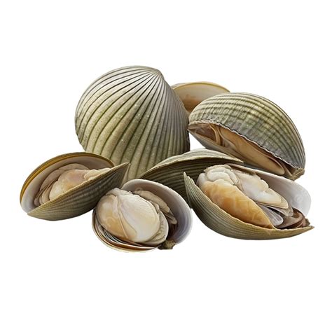 Isloated 투명 배경에 조개 조개 껍질 조개 생선 Png 일러스트 및 Psd 이미지 무료 다운로드 Pngtree