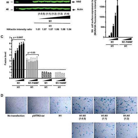 Panel A Cell Cell Fusion Assay Hela Cells Seeded Into 96 Well Plates