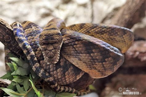 Amethystine Python Photos Amethystine Python Images Nature Wildlife