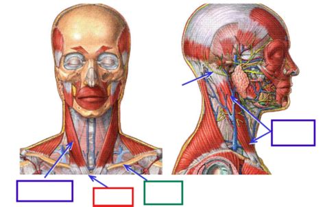 Anatomy Chapter 18 The Neck Flashcards Quizlet