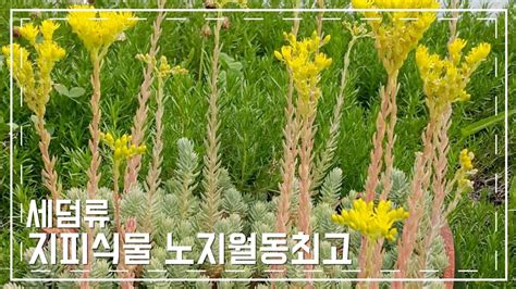 노지월동 잘되는 세덤지피식물 Ep84 Youtube