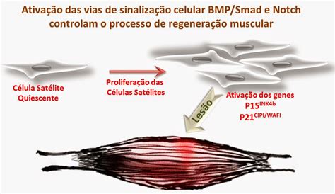 Regeneração Muscular E A Célula Coringa Uma Relação Com Prazo De Validade