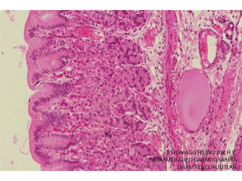 Morfologia E Histologia De Gato Felis Catus Morfologia E Histologia