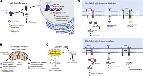 Post Transcriptional Regulation Of Homeostatic Stressed And Malignant