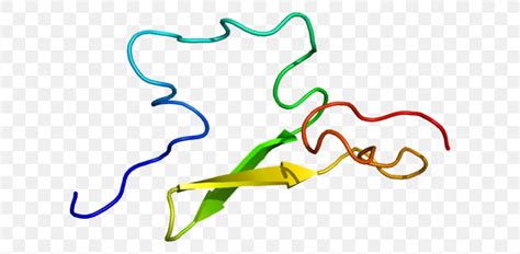 Complement System Complement Component R Complement Component S