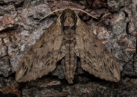 Catalpa Sphinx Moth Identification Life Cycle Facts And Pictures