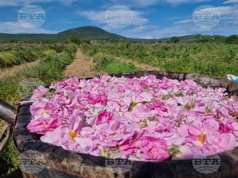 С концерт на Boney M Xperience ще завърши днес програмата на втория кулминационен ден на