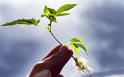 How To Clone Cannabis Plants Tips For Cloning Success Leafly