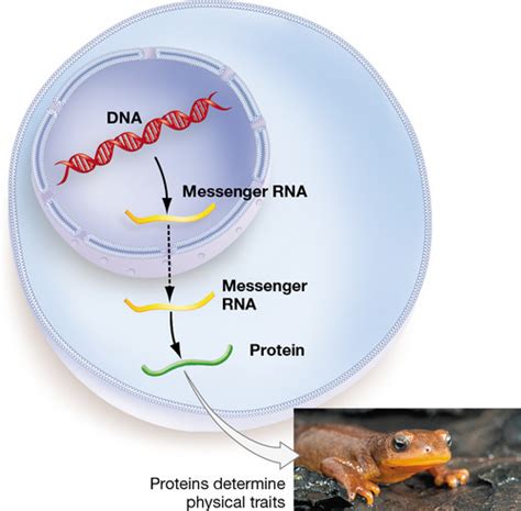 Biol 105 Quiz 1 Flashcards Quizlet
