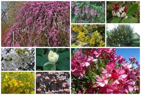 20 Flowering Trees To Grow In Indiana Incl Purple Blooms