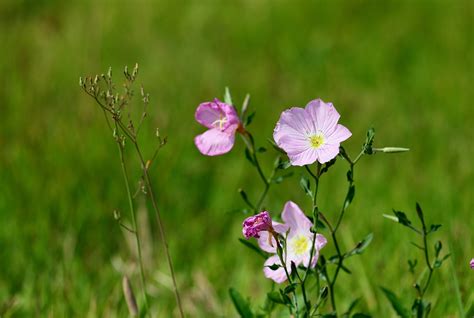 낮달맞이꽃 팝코넷 포토 갤러리