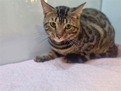 뱅갈 토토 미니먼치킨전문 미니랙돌전문 미니브리티쉬숏헤어전문 미니스코티쉬폴드전문 미니러시안블루전문 미니강아지전문 미니고양이전문 토이비숑프리제분양 토이포메라니안분양 토이말티즈