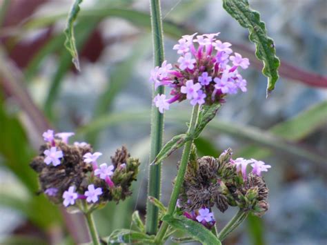 Saving Verbena Seeds When To Harvest Verbena Seed From Plants