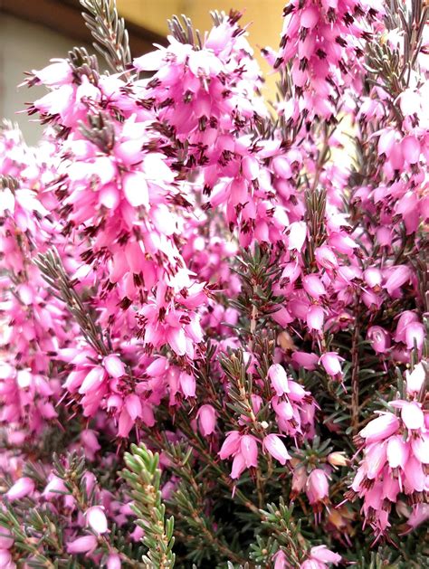 16 Heather Plant Variety Ideas Decorate Your Colorful Garden