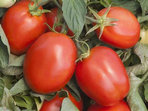 აგროარტი