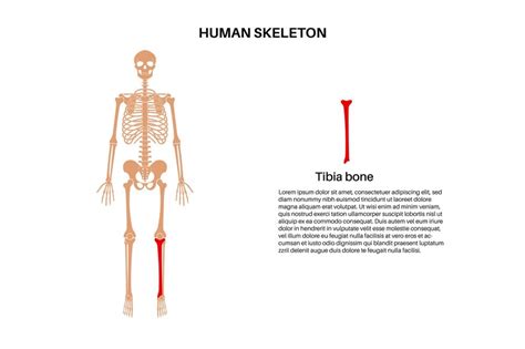 Premium Vector Tibia Bone Anatomy