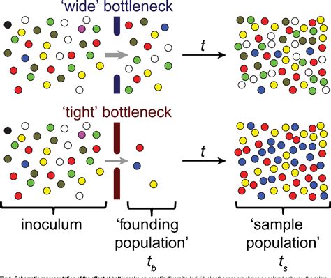 Figure 1 From Analysis Of Bottlenecks In Experimental Models Of Infection Semantic Scholar