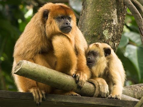 Where Do Howler Monkeys Live