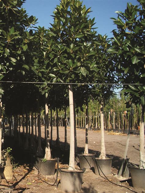 Ficus Macrophylla Medipalm