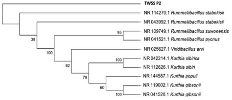 Phylogenetic Tree Reconstructed Applying Maximum Likelihood Method And Download Scientific