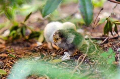 When Can Chicks Have Scratch