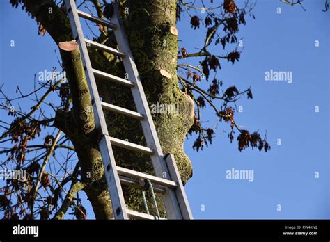 Tree Trimming Ladders Hi Res Stock Photography And Images Alamy