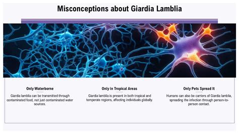 Misconceptions About Giardia Lamblia Giardia Lamblia Protozoa Ppt