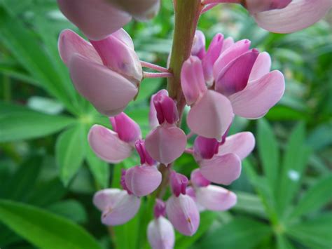 Free Images Nature Blossom Petal Bloom Green Botany Pink Flora