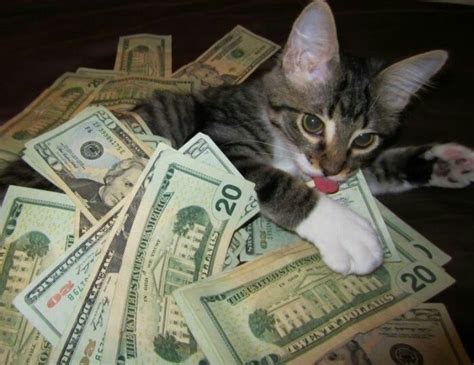 Pin By Redactedixqmvxr On мир котов 3 Money Cat Funny Cats Cats