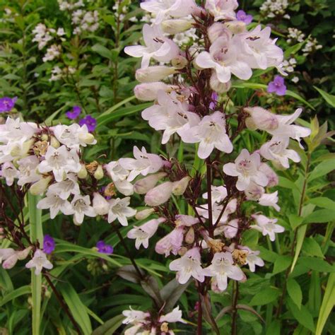 Penstemon Digitalis Husker Red Beardtongue From North Creek Nurseries