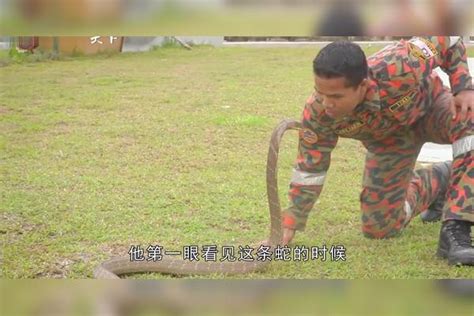 现实中的《白蛇传》，泰国一男子和眼镜蛇同吃同睡，让人不敢相信男子眼镜蛇现实