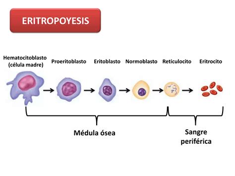Hematopoyesis Pptx