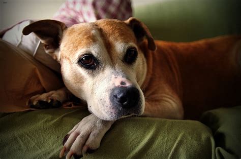 Python Tensorflow Object Detection Fails For Pet Example Stack Overflow