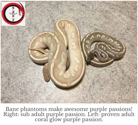 Pink Pythons Ball Pythons Morphmarket Reptile Community