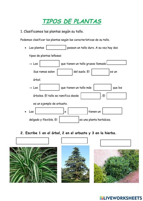 Las Plantas Free Interactive Worksheets 2269316