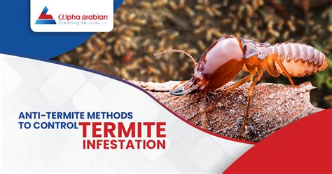 Anti Termite Method For Termite Infestation Alpha Arabian