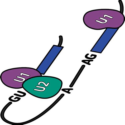 Rna Splicing 2 Figure Science Figures