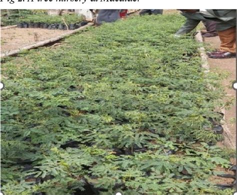 Figure 2 From African Belief Systems And Gendering Of Eco Justice