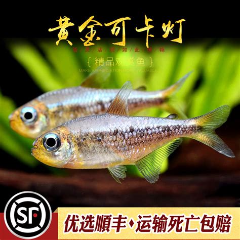 黄金可卡灯鱼南美进口F1黄金白金可卡霓虹帝王灯珍惜观赏鱼活体鱼 虎窝淘