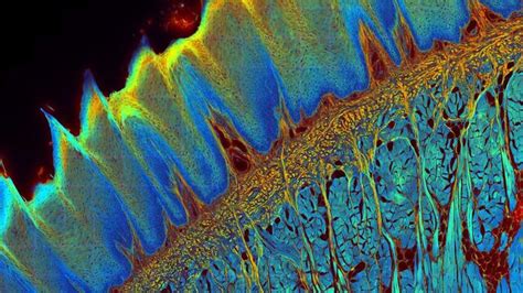 A Guide To Fluorescence Lifetime Imaging Microscopy Flim Learn And Share Leica Microsystems
