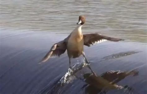 图算法与网络爬虫：构建你的智能爬虫 知乎