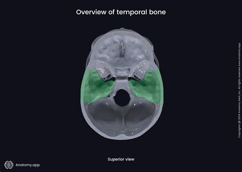 Overview Of Temporal Bone Superior View Media Library Anatomy App Learn Anatomy 3d