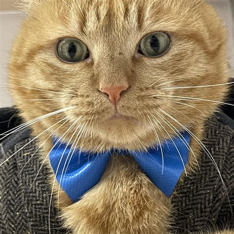 КІТ ЧІПС ТА ПОРАДИ😉😉 Cat Cats Catsofinstagram Catlover Catlife Redcat Catred Catlifestyle кіт