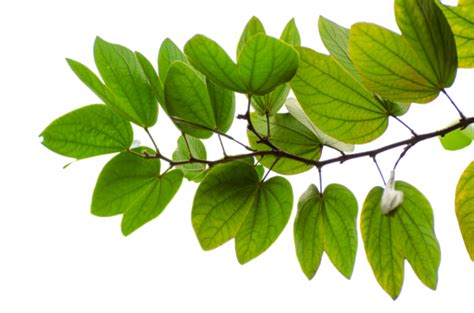 Tree Texture PNGs For Free Download