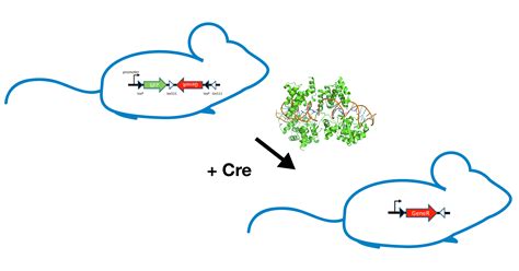 Cre Lox Conditional Knockout