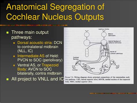 Ppt Auditory Brainstem Powerpoint Presentation Free Download Id